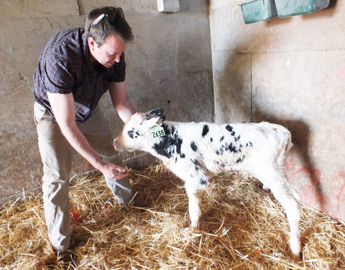 Granger dairy farm takes care of its cows and its people – Dave Leder