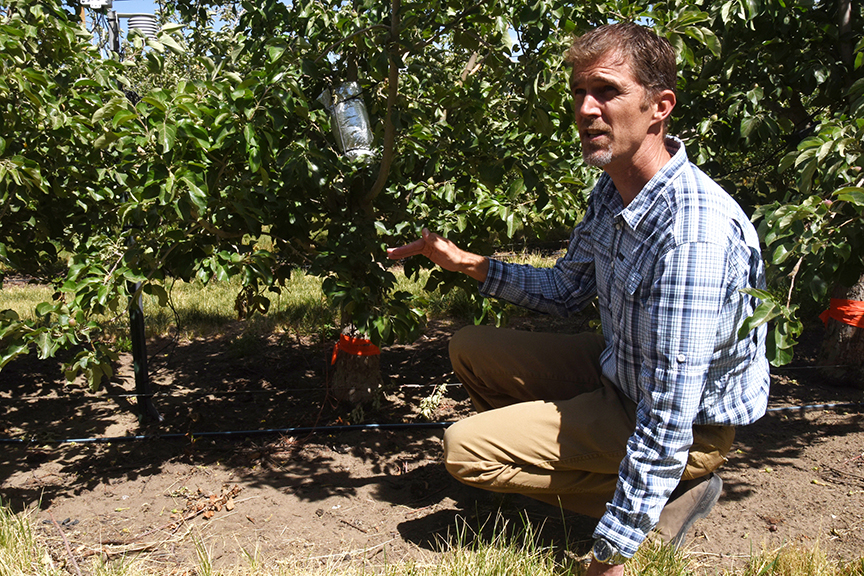 Smart orchard technology catching on in Central Washington – Dave Leder